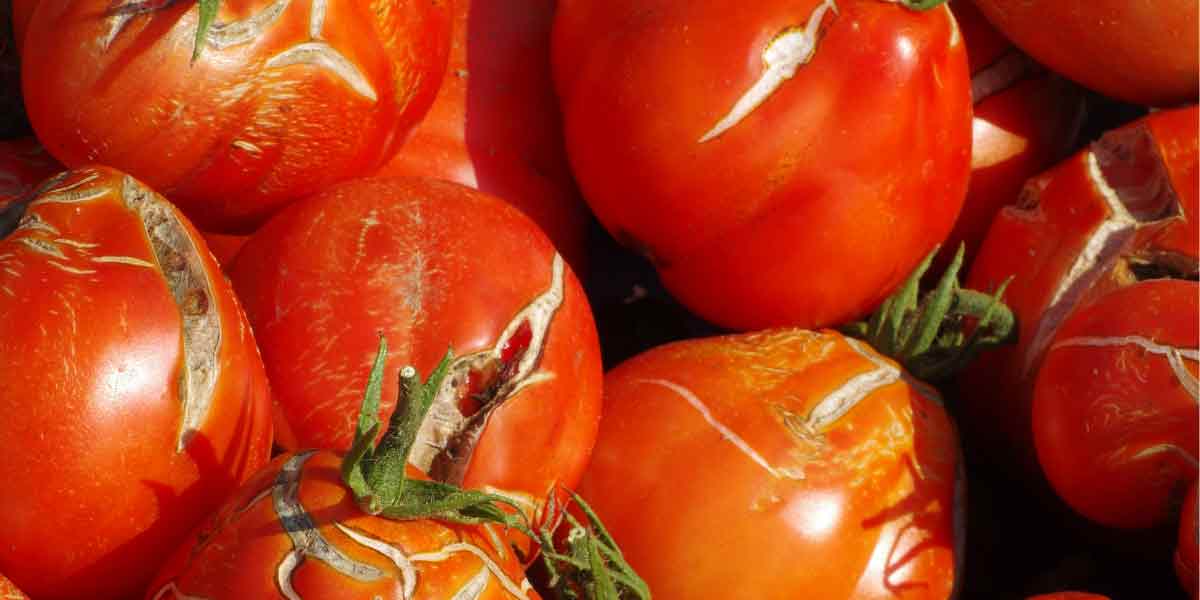 Gardening Tip: How to Stop Tomatoes Splitting – Local expert