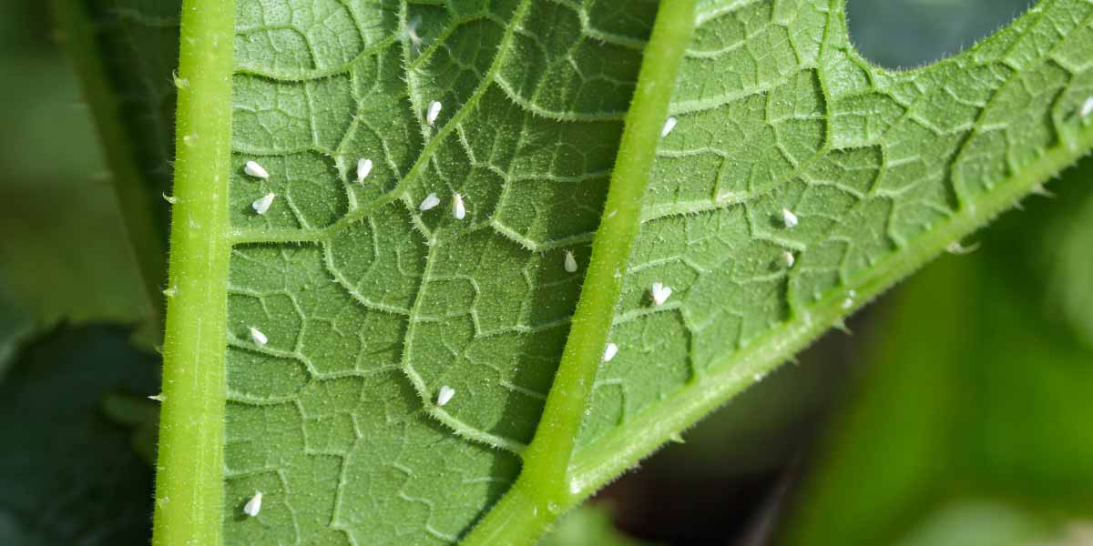Garden Pest Profile: Whiteflies – Local Expert