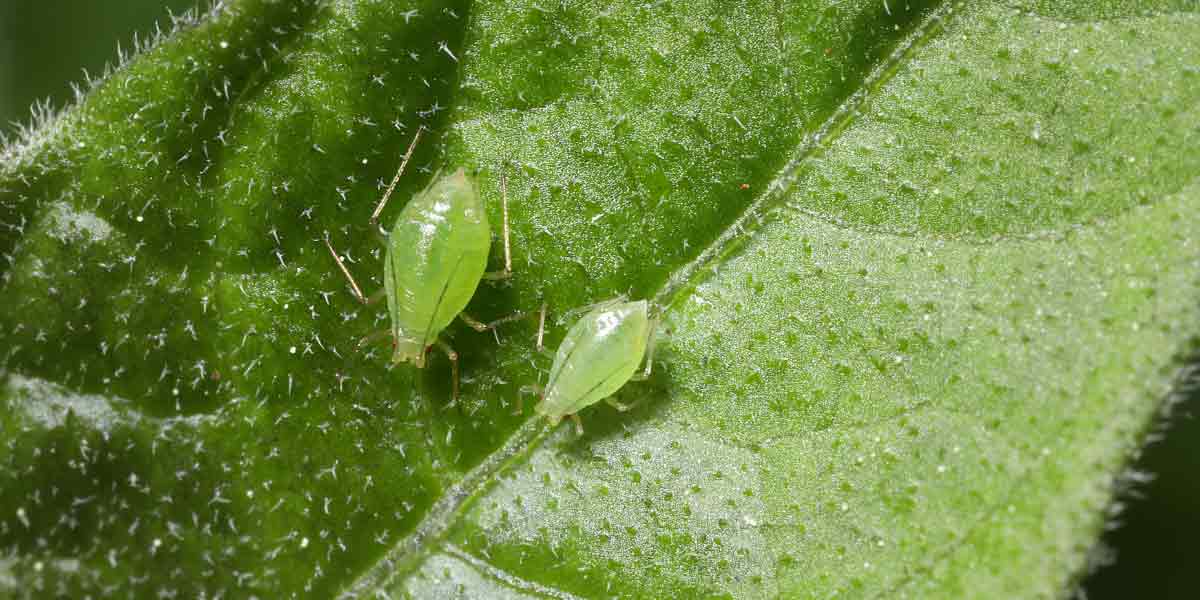 Garden Pest Profile: Aphids – Local expert