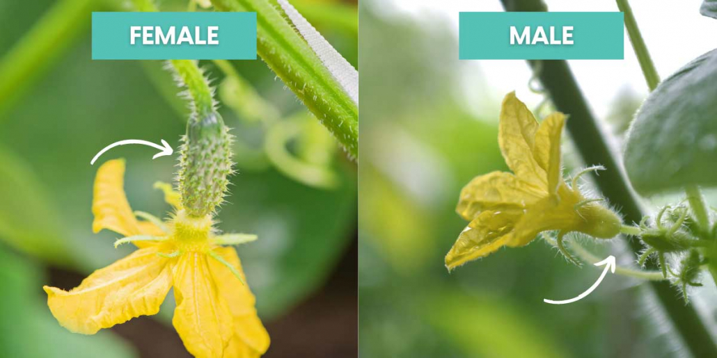How to Hand Pollinate Cucumber Plants – Local Expert