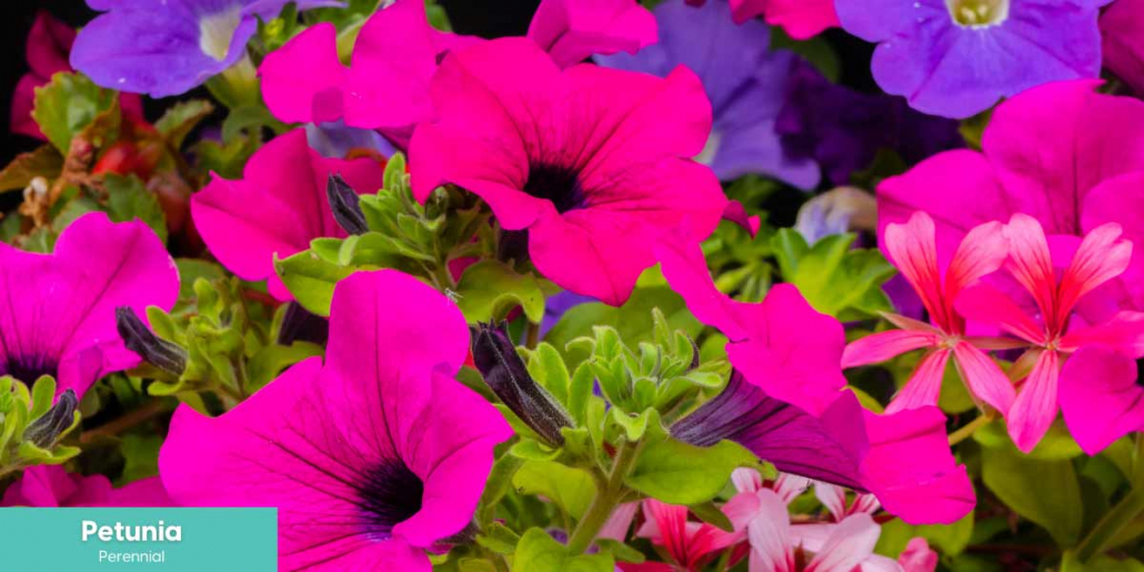 Plants: Annual, Perennial, and Biennial… What’s the Difference? – Local ...