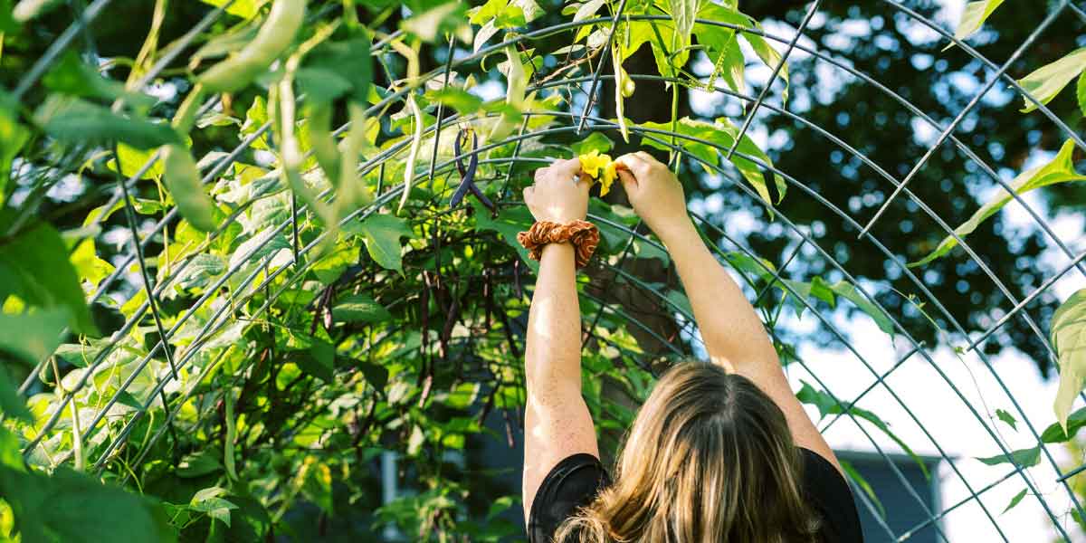 Trellis Types for Climbing Plants – Local expert
