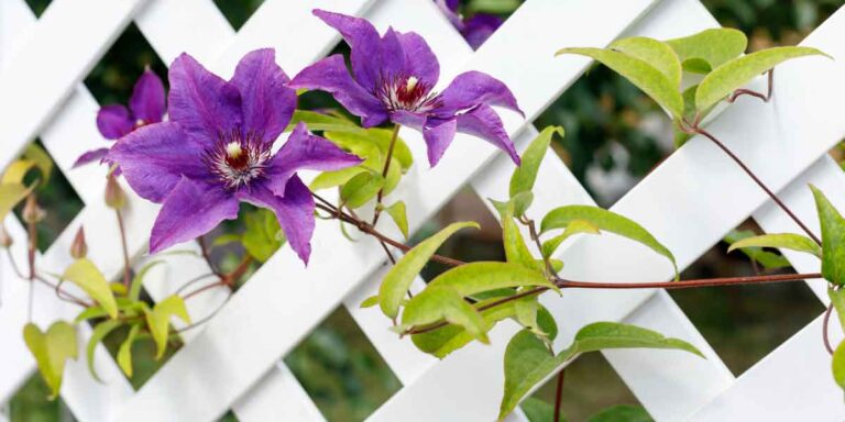 Trellis Types for Climbing Plants – Local Expert