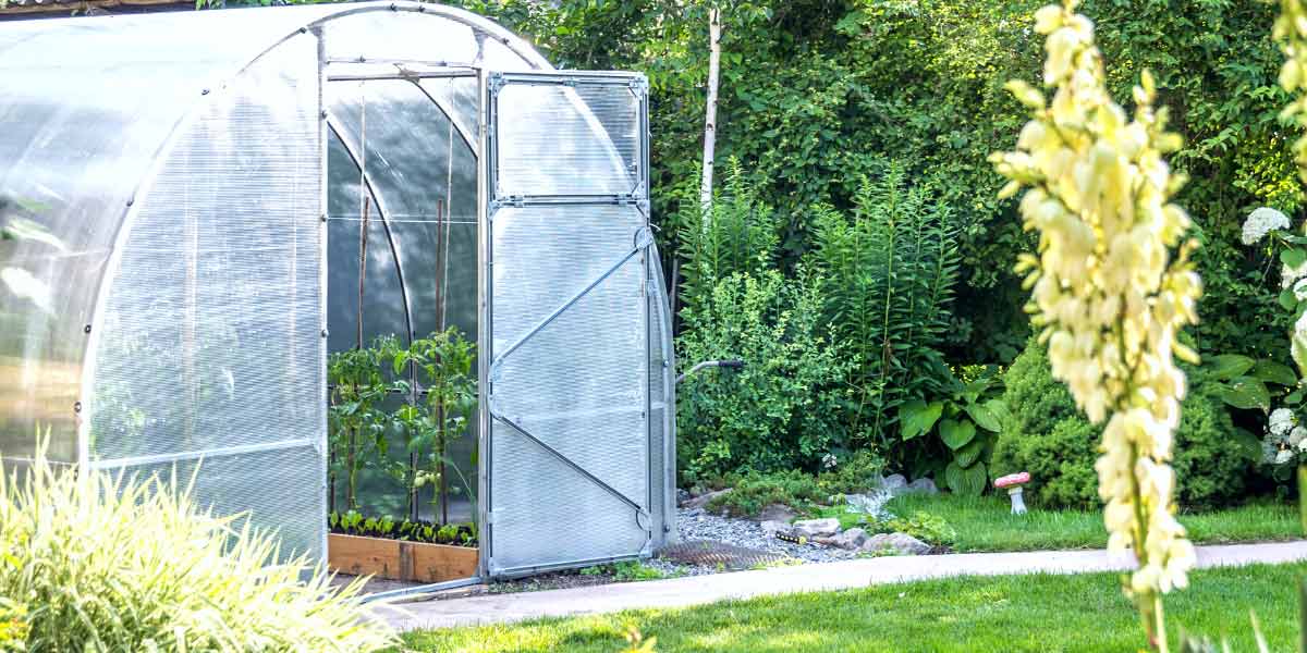 How to Protect Your Plants from Frost Damage – Local expert