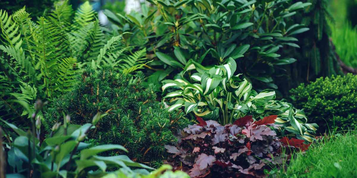 How to Protect Your Plants from Frost Damage – Local expert