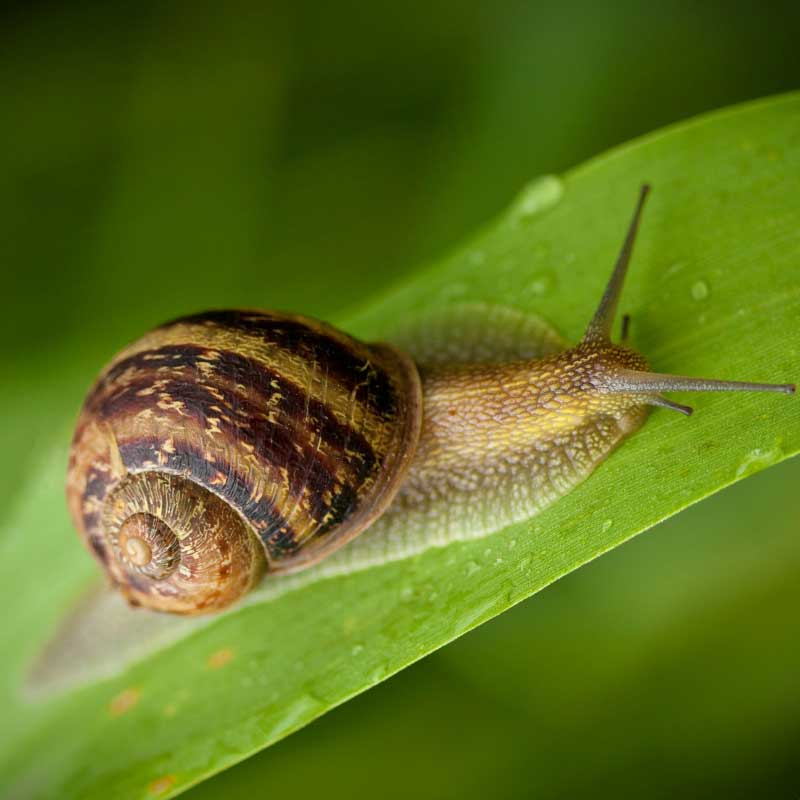 Local Expert | Garden Pest Profile: Slugs and Snails