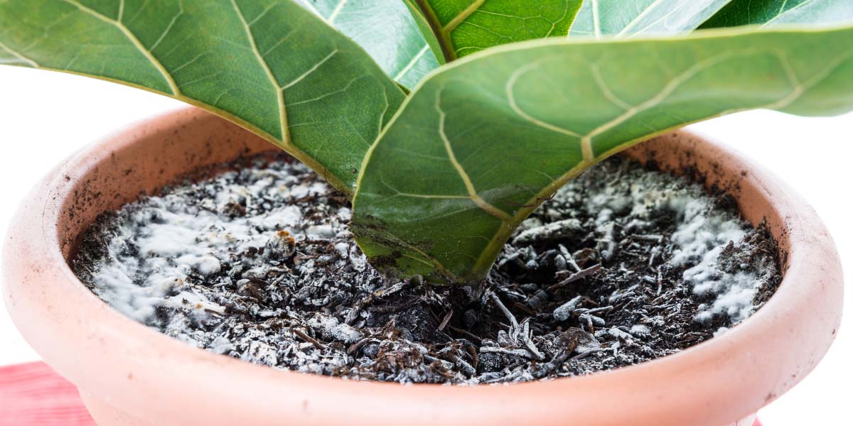 How to Get Rid of Mould in Your Home – Local expert