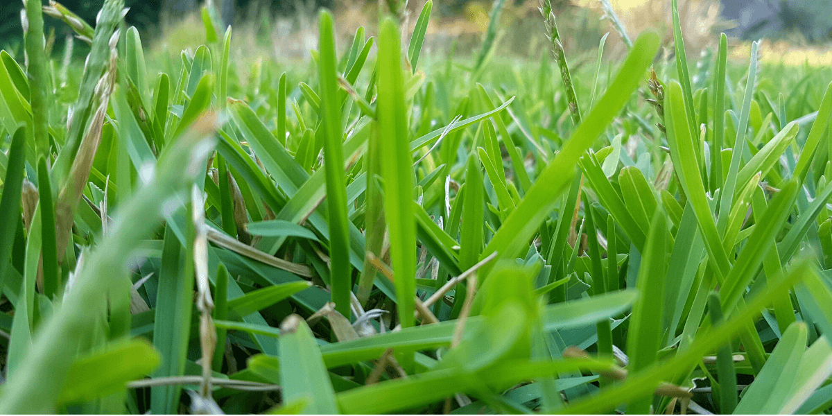 Buffalo Turf Winter Maintenance Tips – Local Expert